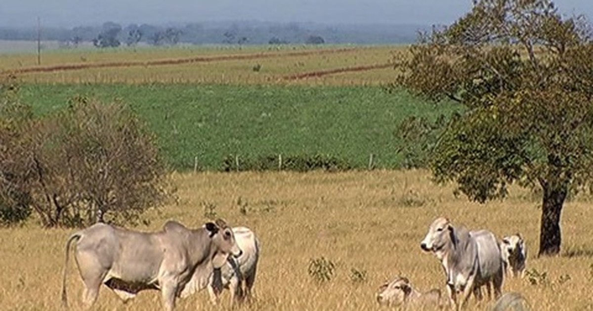 Natureza - Novo Código Florestal não resolverá problema dos minifúndios ...