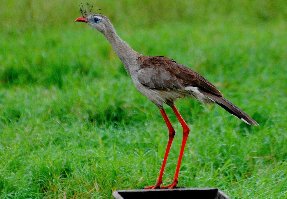Cardeal-do-banhado é destaque em galeria de biólogo | Vc no Terra da ...