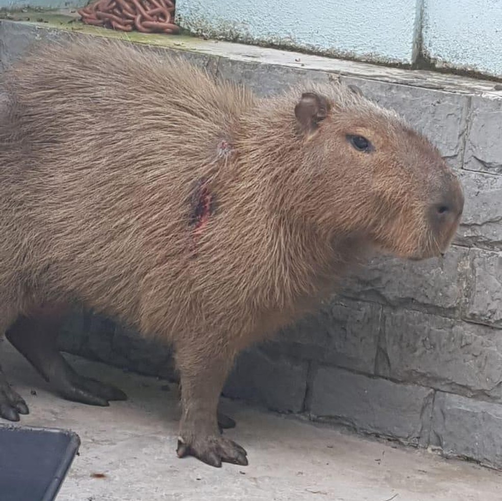 Capivara ferida é resgatada por voluntários dentro de rio em Petrópolis ...