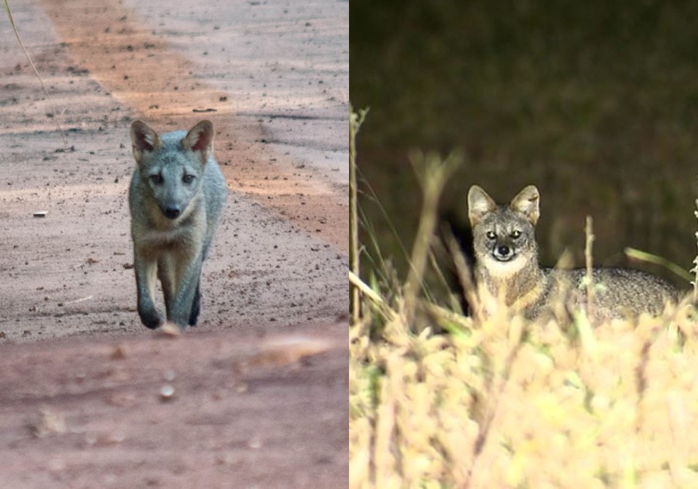 Você sabe diferenciar um cachorro-do-mato de uma raposa-do-campo ...