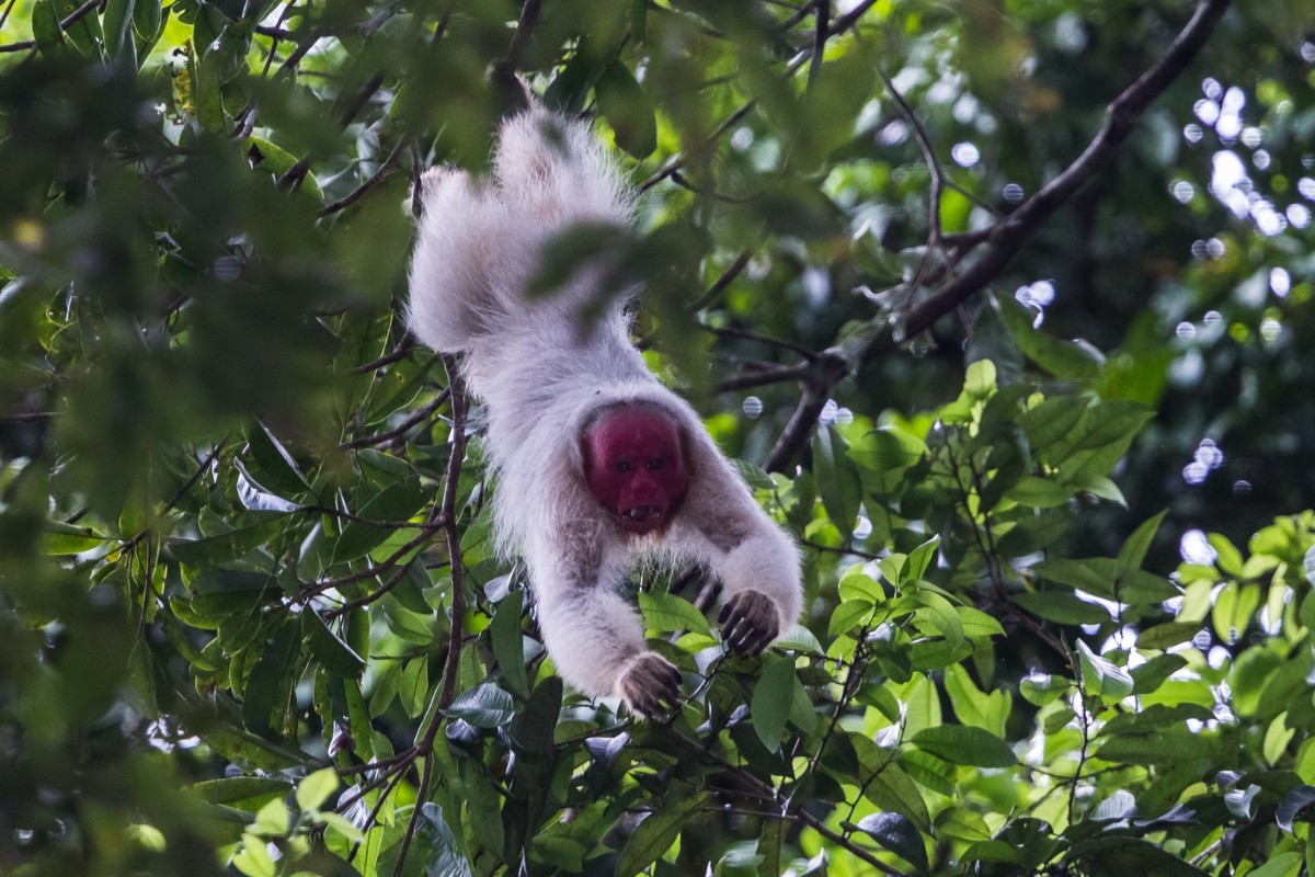 Brasil tem nova espécie de macaco exclusiva da Amazônia | Terra da ...