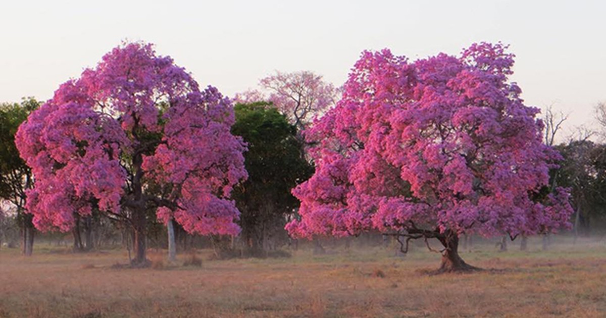 G1 - Ipê-rosa e ipê-roxo-de-bola enfeitam a paisagem urbana com belo ...