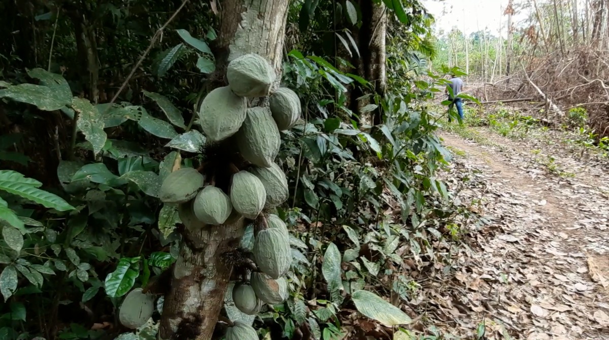 Cooperativa indígena Paiter Suruí é a primeira em Rondônia a receber ...