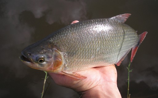 Como criar patinga - Revista Globo Rural | Como criar
