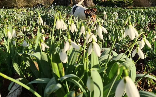 Raflésia: conheça a rara (e fétida) flor que pode atingir 1 m de ...