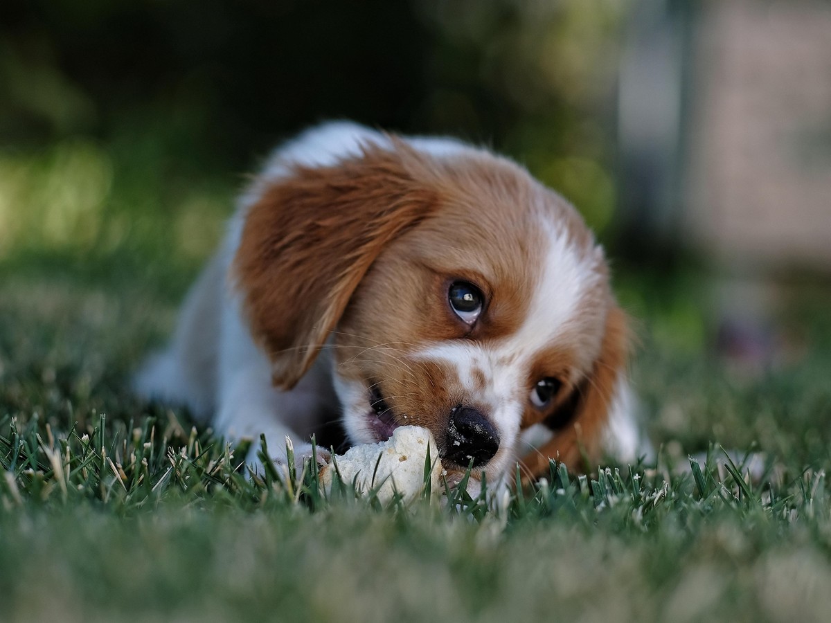 Cachorro pode comer peixe? Veterinários esclarecem | Nutrição | Vida de ...