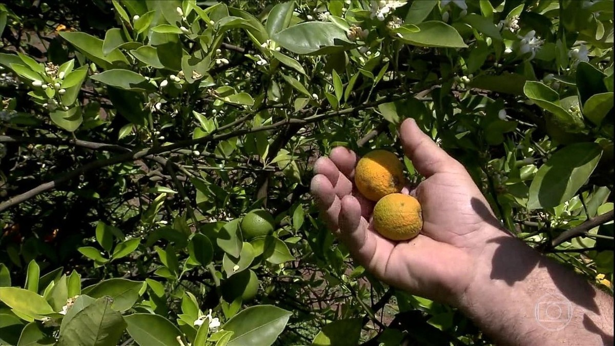 Doença que atinge pomar de laranja preocupa produtores do Brasil e dos ...