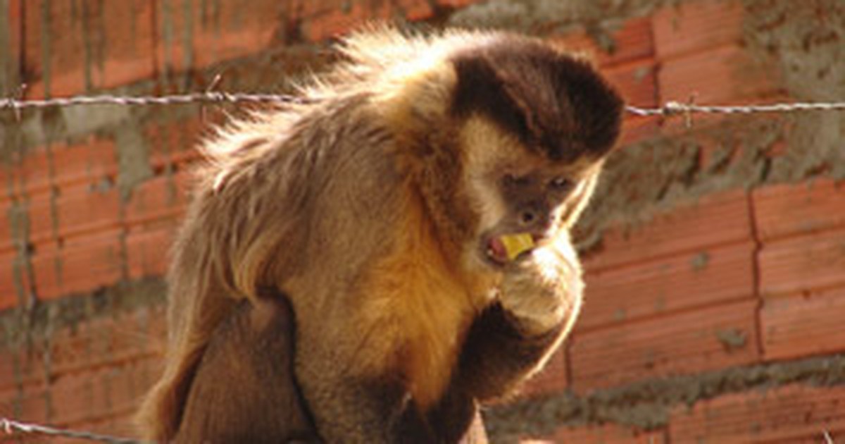 G1 - Biólogos alternam táticas para capturar macaco Chico Manco ...