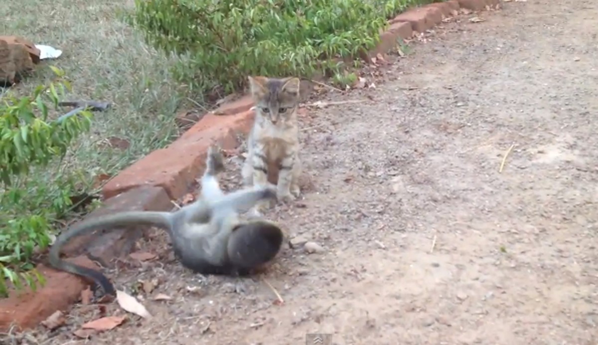 Gatinho e filhote de macaco brincam em vídeo e fazem sucesso na web ...
