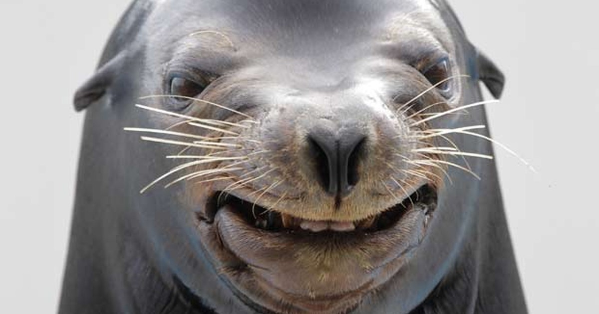 G1 - Leão-marinho é fotografado 'sorrindo' durante show no Japão ...