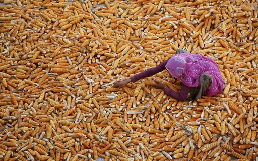 Milho: Índia volta a ser grande importadora, após duas décadas de ...