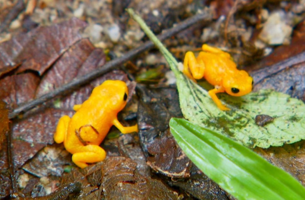 Sapos que cantam para fêmeas surdas intrigam pesquisadores | Campinas e ...