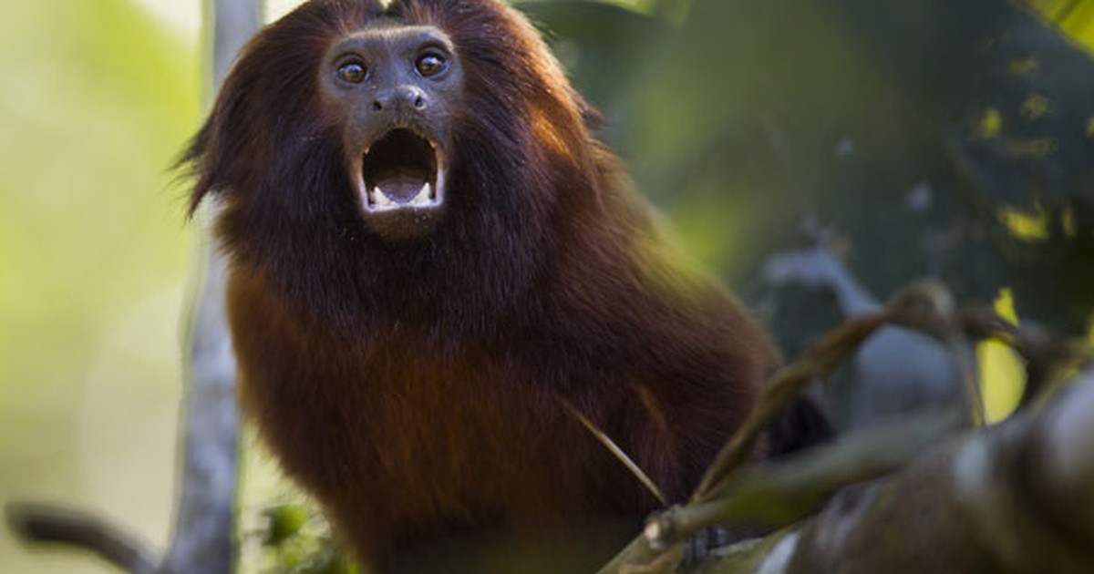 Natureza - Possível mascote dos Jogos de 2016, mico é alvo de projetos ...