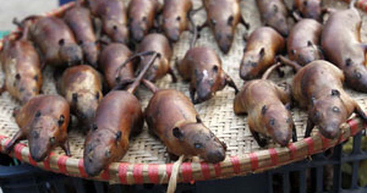 G1 - China pede para população não comer ratos, morcegos e cobras ...