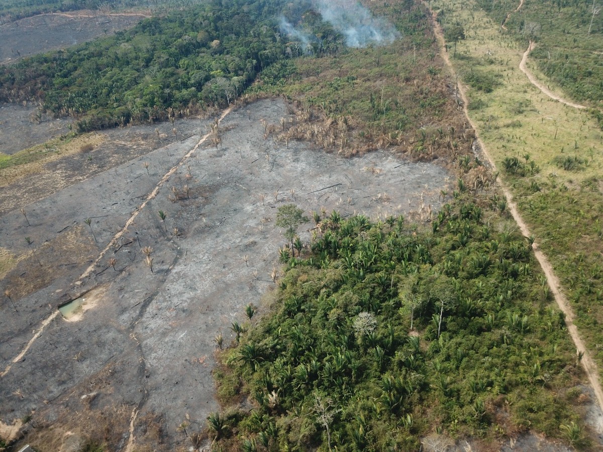 Pará é o estado que mais desmatada na Amazônia, com 39% de destruição ...