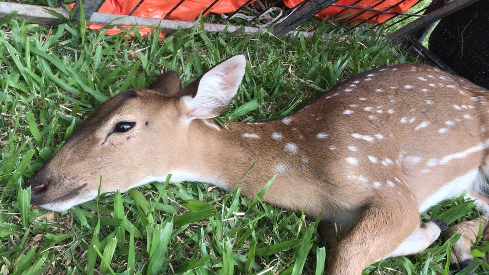 Cervo raro é encontrado no centro de Uruguaiana | Rio Grande do Sul | G1