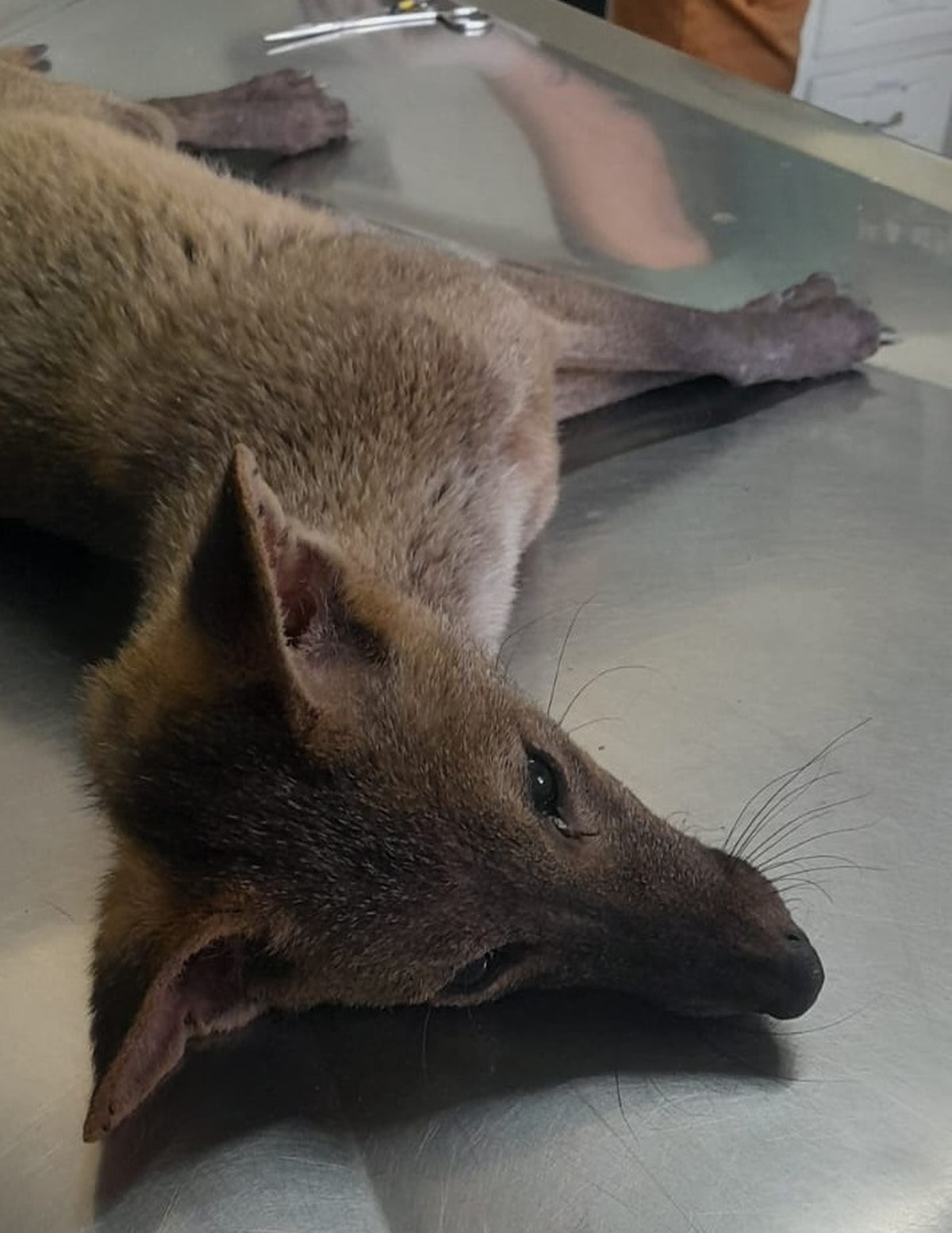 Cachorro-do-mato é resgatado na BR-040, em Três Rios | Sul do Rio e ...