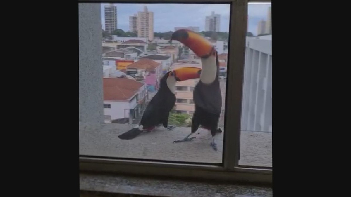 VÍDEO: dois tucanos são flagrados durante 'visita' na Secretaria de Fazenda em Araraquara | São ...
