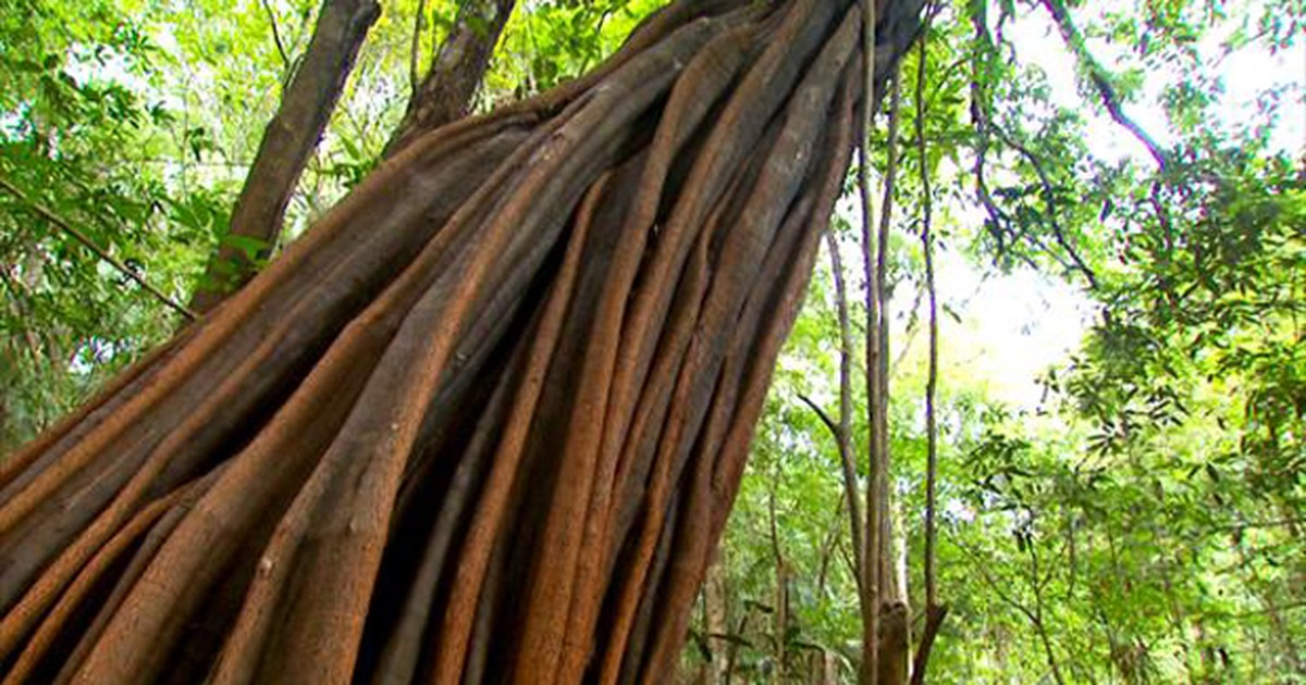 G1 - Paracutaca - notícias em Flora