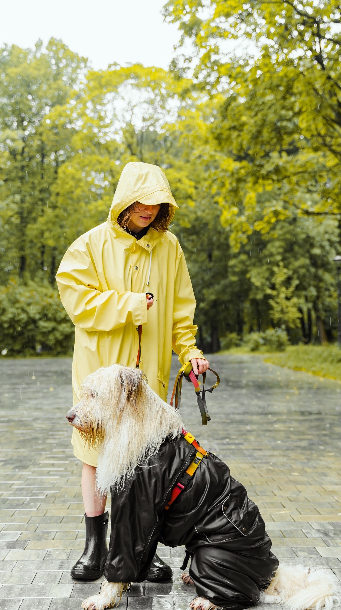 5 cuidados essenciais com os pets nos períodos de chuva | Webstories ...