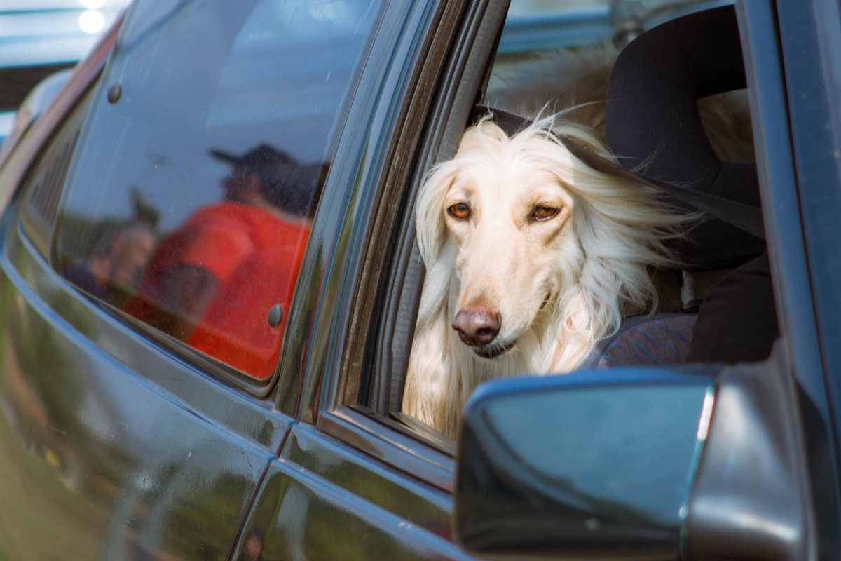 Drive Pet registra mais de 500 entregas de kits neste domingo em ...