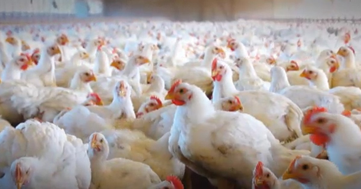 G1 - Carne de frango é a mais exportada do Brasil - notícias em Agro a ...