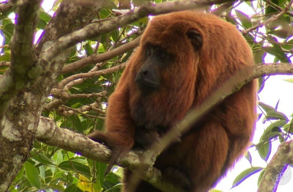 Bugios encantam 'vizinhos' no campo e na cidade | Terra da Gente | G1