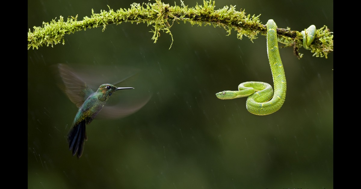 Natureza - Mostra de 'maravilhas da natureza' destaca 'encarada' entre ...