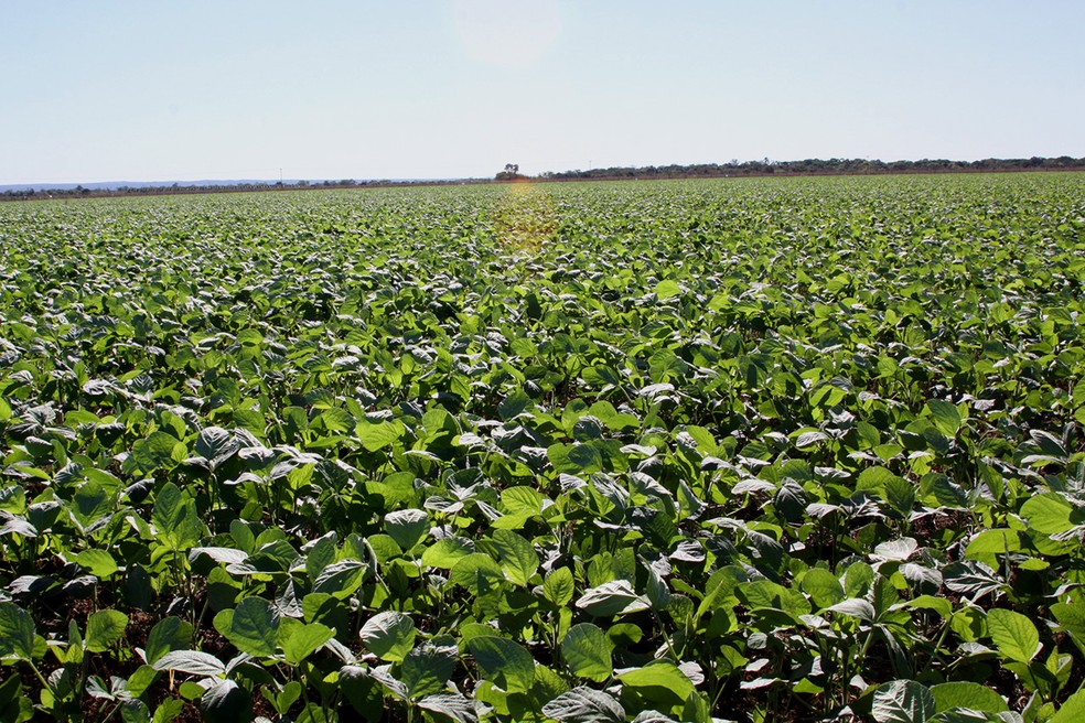 Pastagens subutilizadas podem ampliar área de soja no Cerrado por mais ...
