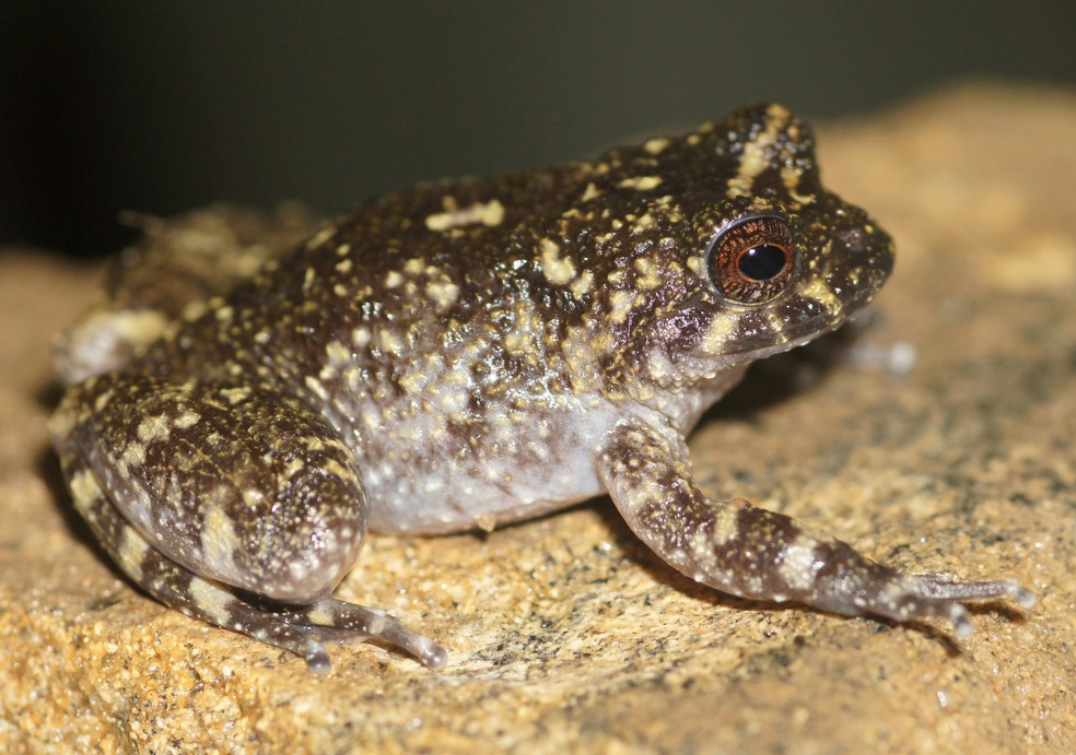 O que estudos com sapos têm a ver com o coronavírus? | Terra da Gente | G1