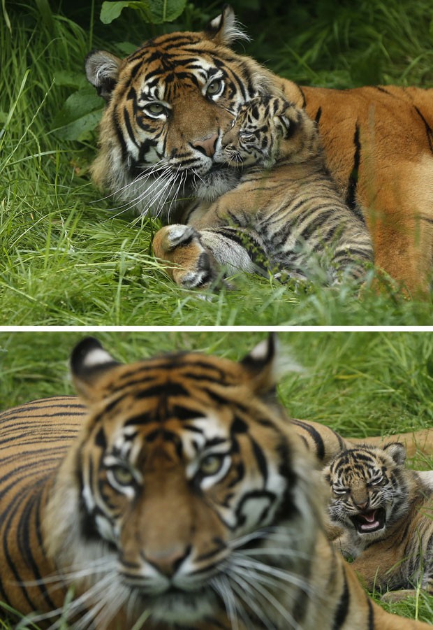 Natureza - Zoológico inglês tem filhote de tigre ameaçado em exposição