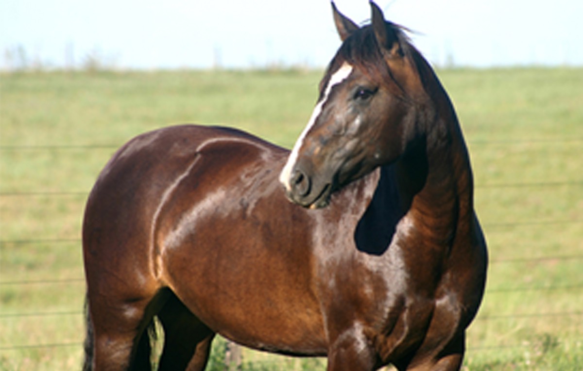 Núcleo do Cavalo Crioulo lança pedra fundamental de sede durante Expo ...