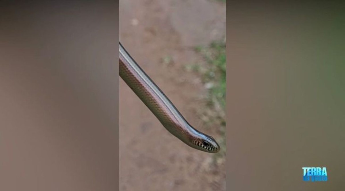 Cobra com patas? conheça espécie de lagarto que mais parece uma ...