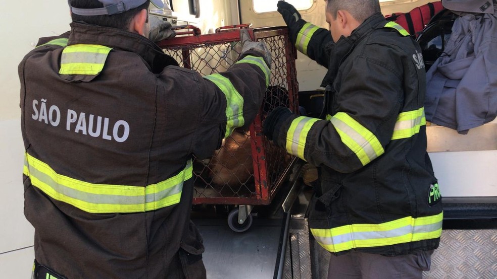 Bombeiros capturam lobo-guará na garagem de residência em Adamantina ...