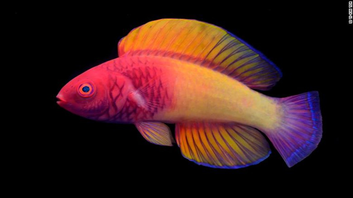 Cientistas descobrem nova espécie de peixe supercolorido que vive nas ...