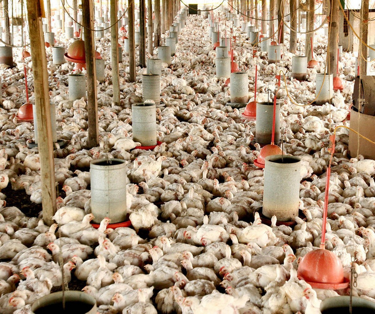 EUA 'sacodem' mercado de frango | Agronegócios | Valor Econômico