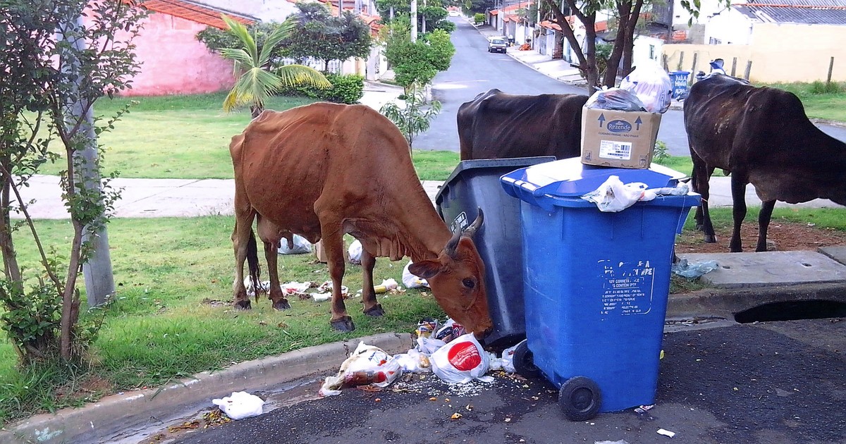 G1 - Morador registra vaca comendo lixo acumulado em rua de Sorocaba ...