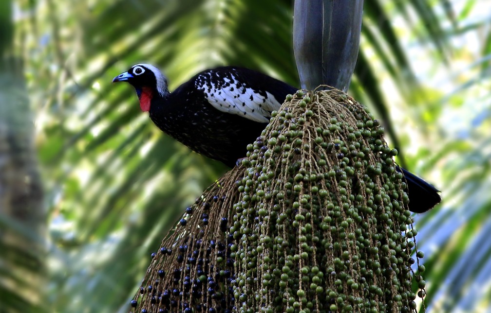Jacutinga é destaque em acervo de fotógrafo de natureza | Vc no Terra ...