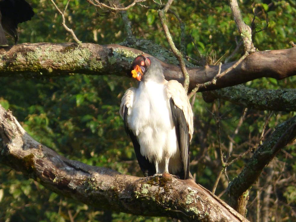 Urubu-rei é o maior e mais colorido urubu do Brasil | Terra da Gente | G1