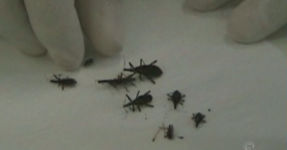 G1 - Pesquisadores da USP descobrem espécie rara de barbeiro em ...