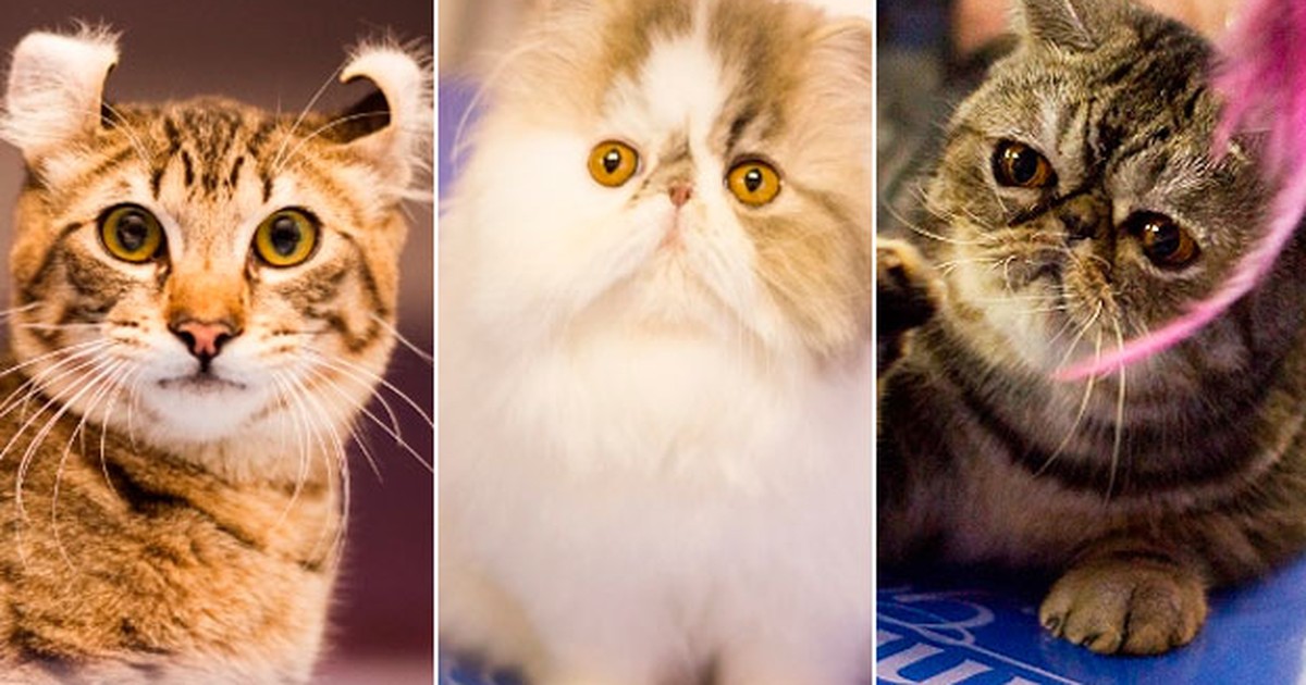 G1 - Evento em Salvador vai reunir cerca de 120 gatos de 12 raças ...