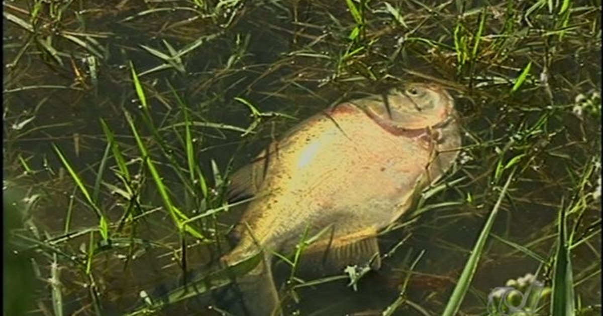 G1 - Peixes estão morrendo de maneira misteriosa em criatórios de Goiás ...