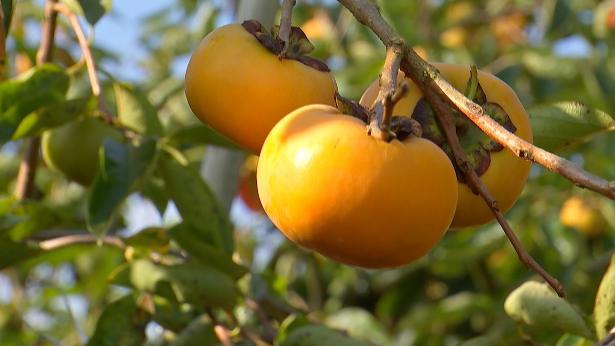 Produção de caqui fuyu deve ser menor este ano em Piedade | Nosso Campo ...