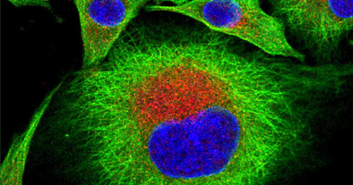 G1 - Febre aftosa é transmitida a animais por período menor que o ...