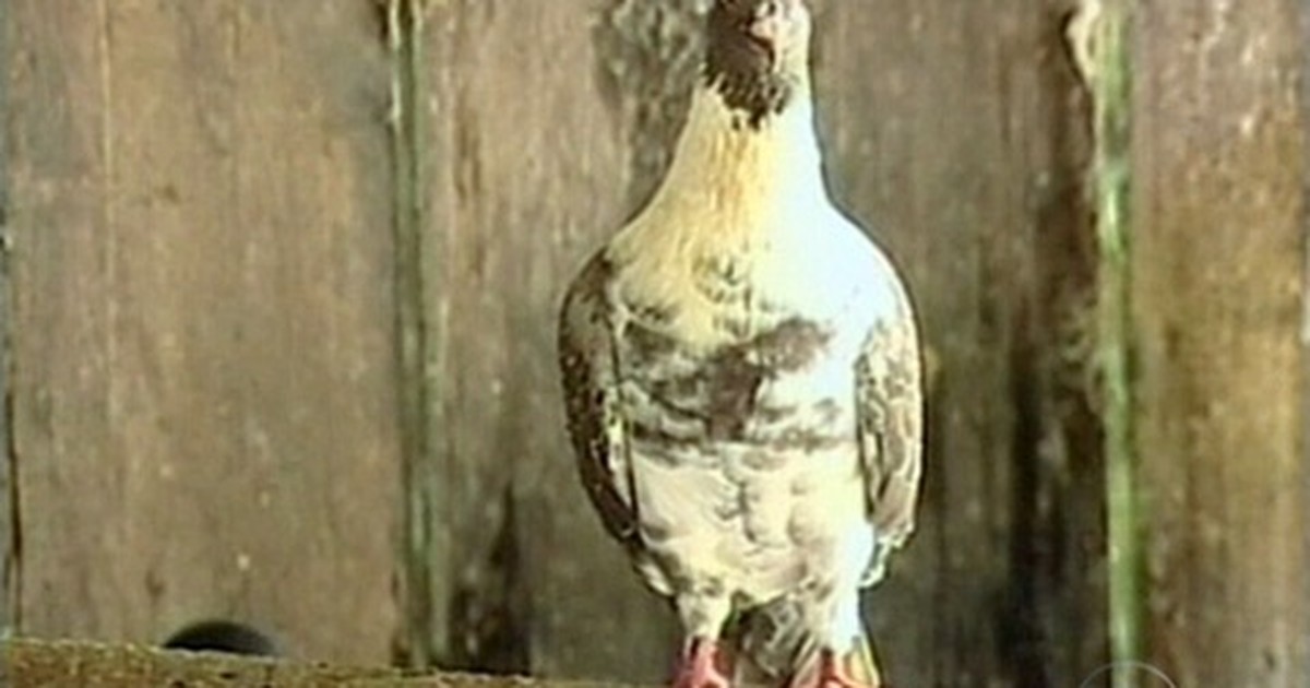 Agronegócios - Varie o cardápio com uma receita de pombo recheado