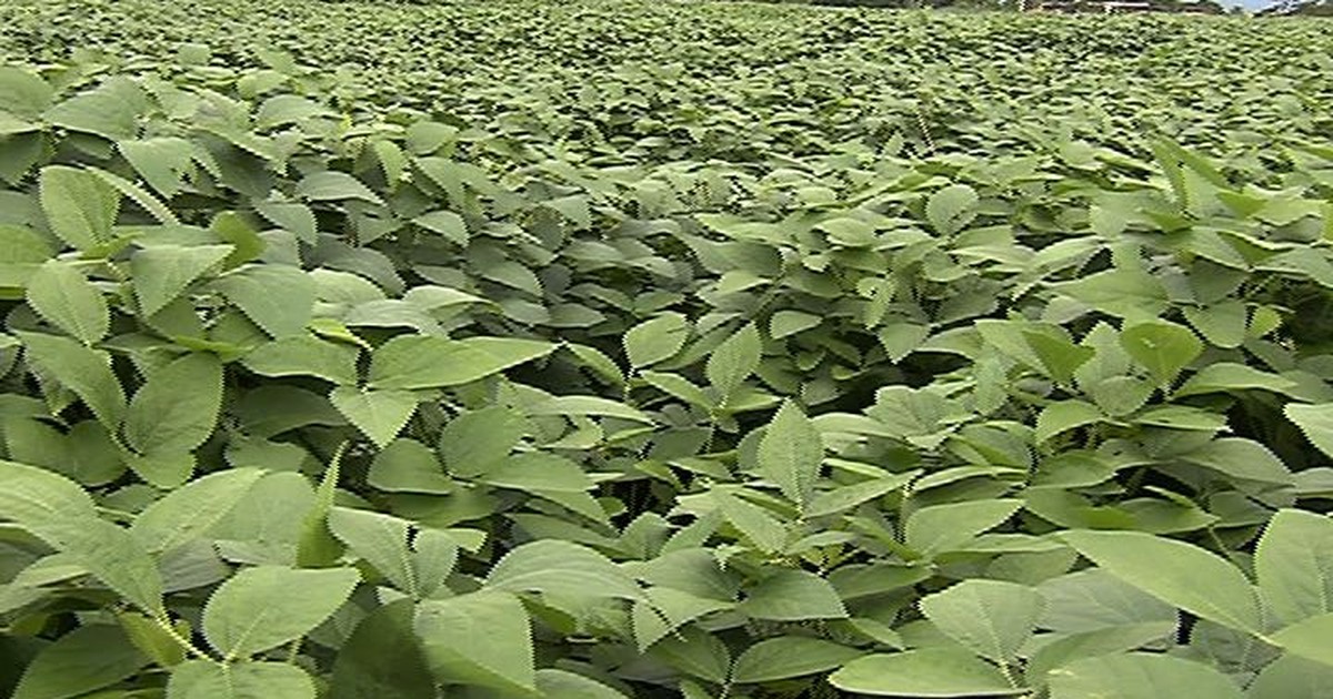 G1 - Embrapa apresenta variedades de soja para regiões do cerrado, em ...