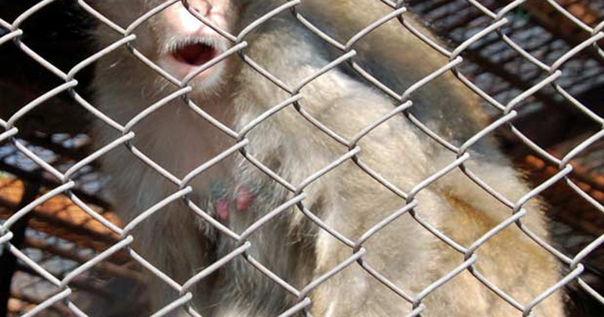 Natureza - Macaco que mordeu 120 pessoas em 2010 é recapturado no Japão
