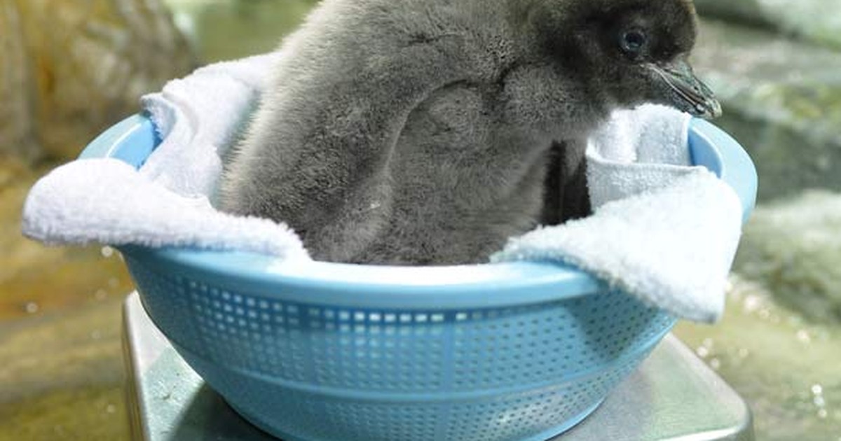 Natureza - Aquário do Japão divulga imagens de bebê pinguim de apenas ...