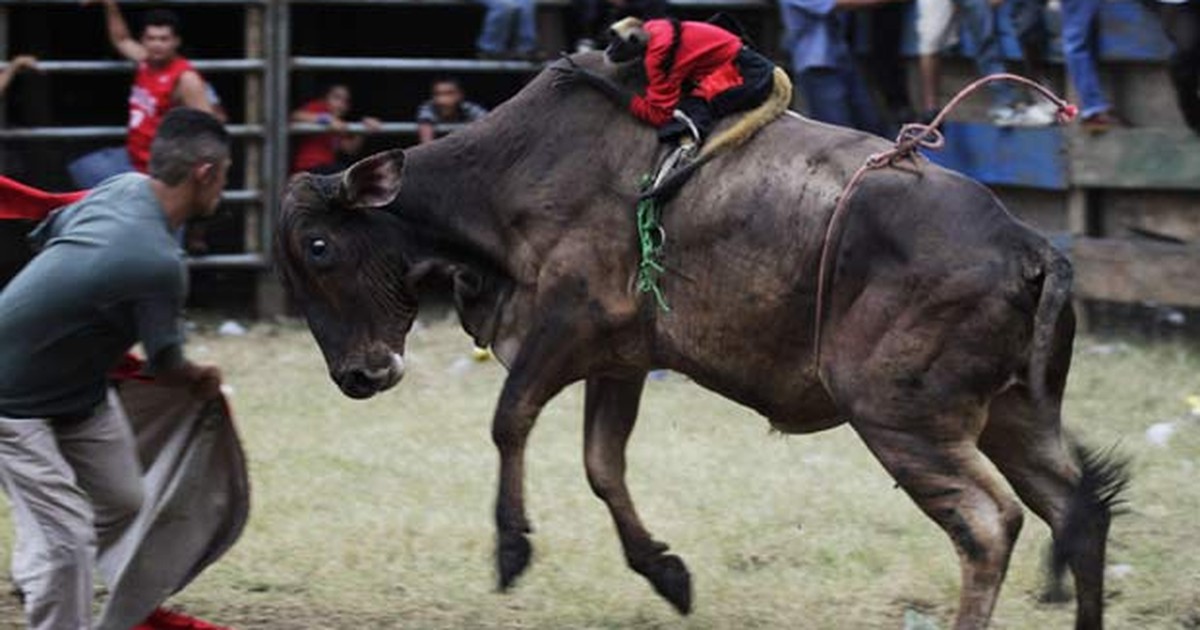 G1 - Macaco faz sucesso ao montar em touro durante touradas na ...