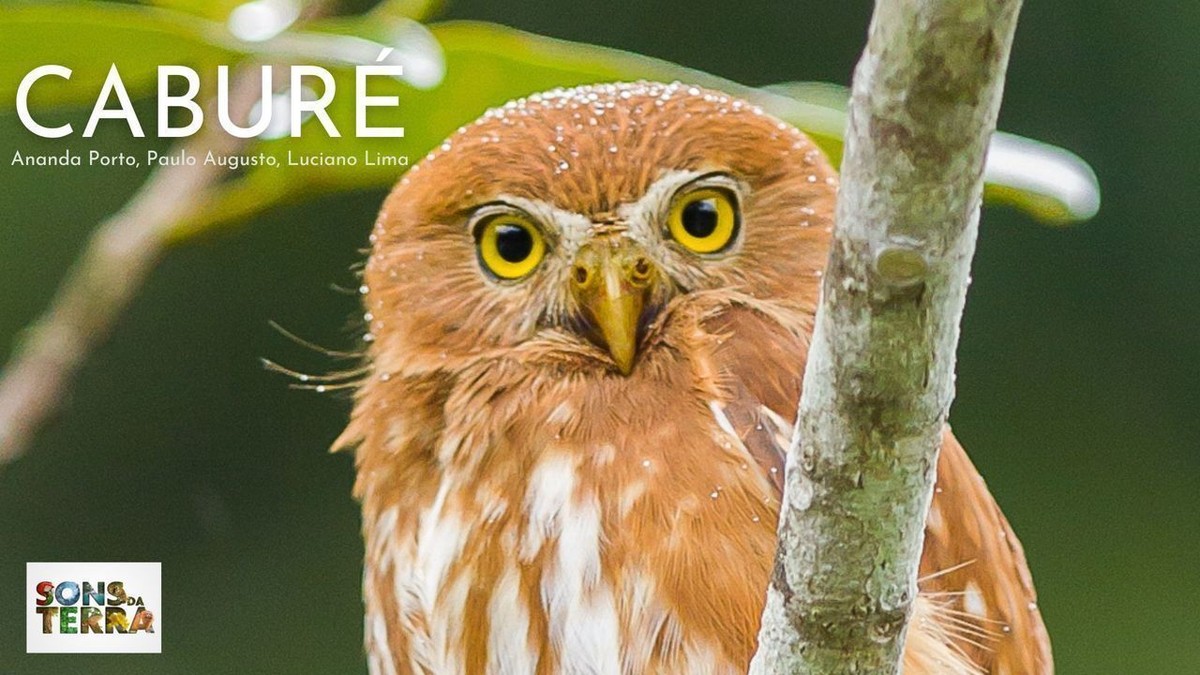 Sons da Terra: coruja caburé tem 'olhos falsos' e é temida pelas aves ...